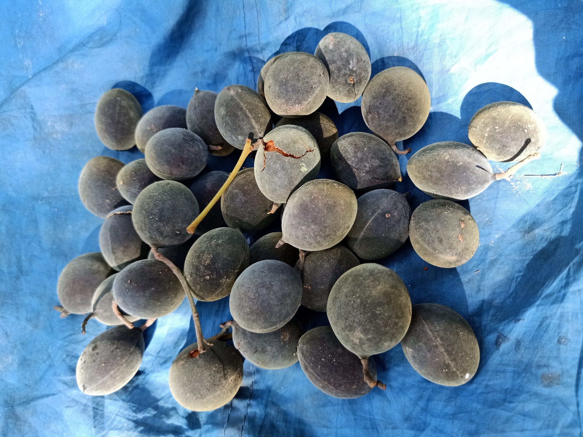 Keranji, fruit consumed by small ape sweet sour took by Batek ...