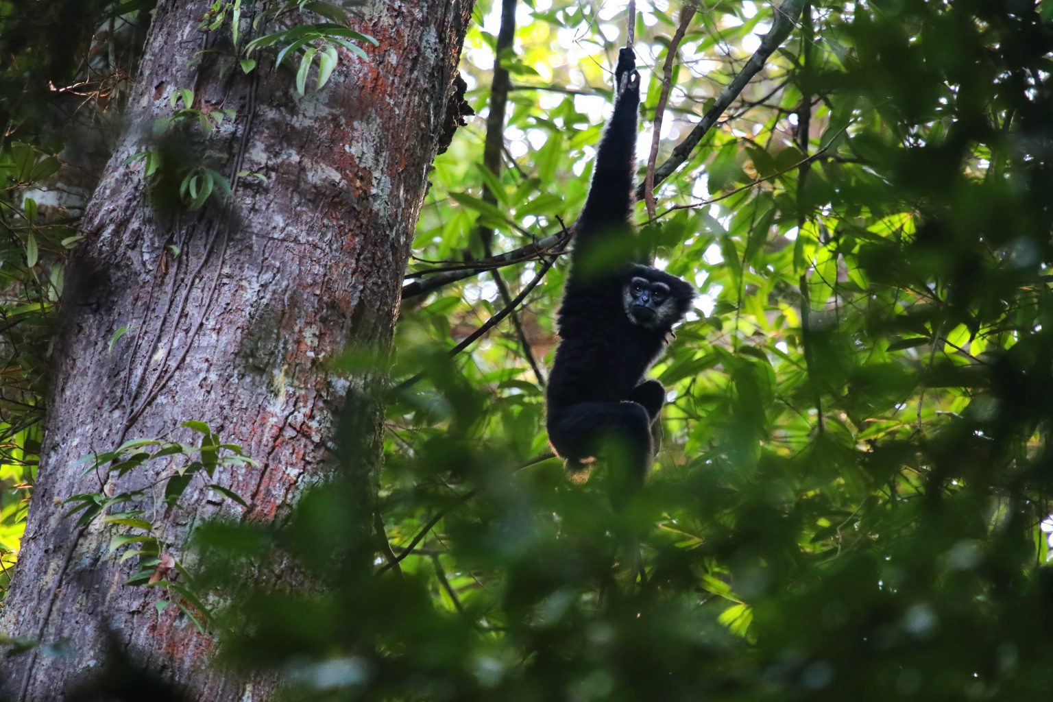 Primates of Malaysia – Malaysian Primatological Society