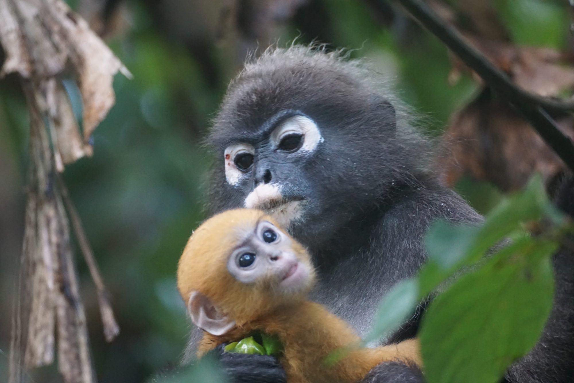 Primates of Malaysia – Malaysian Primatological Society