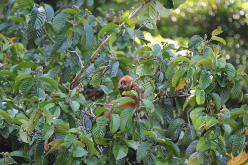 Primates of Malaysia – Malaysian Primatological Society