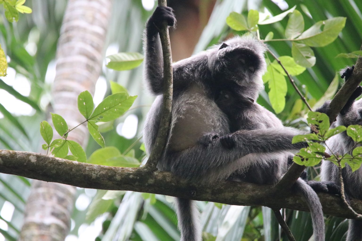 Primates of Malaysia – Malaysian Primatological Society