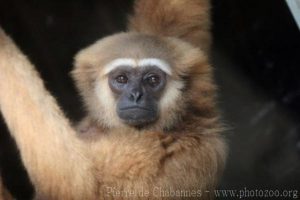 Primates of Malaysia – Malaysian Primatological Society
