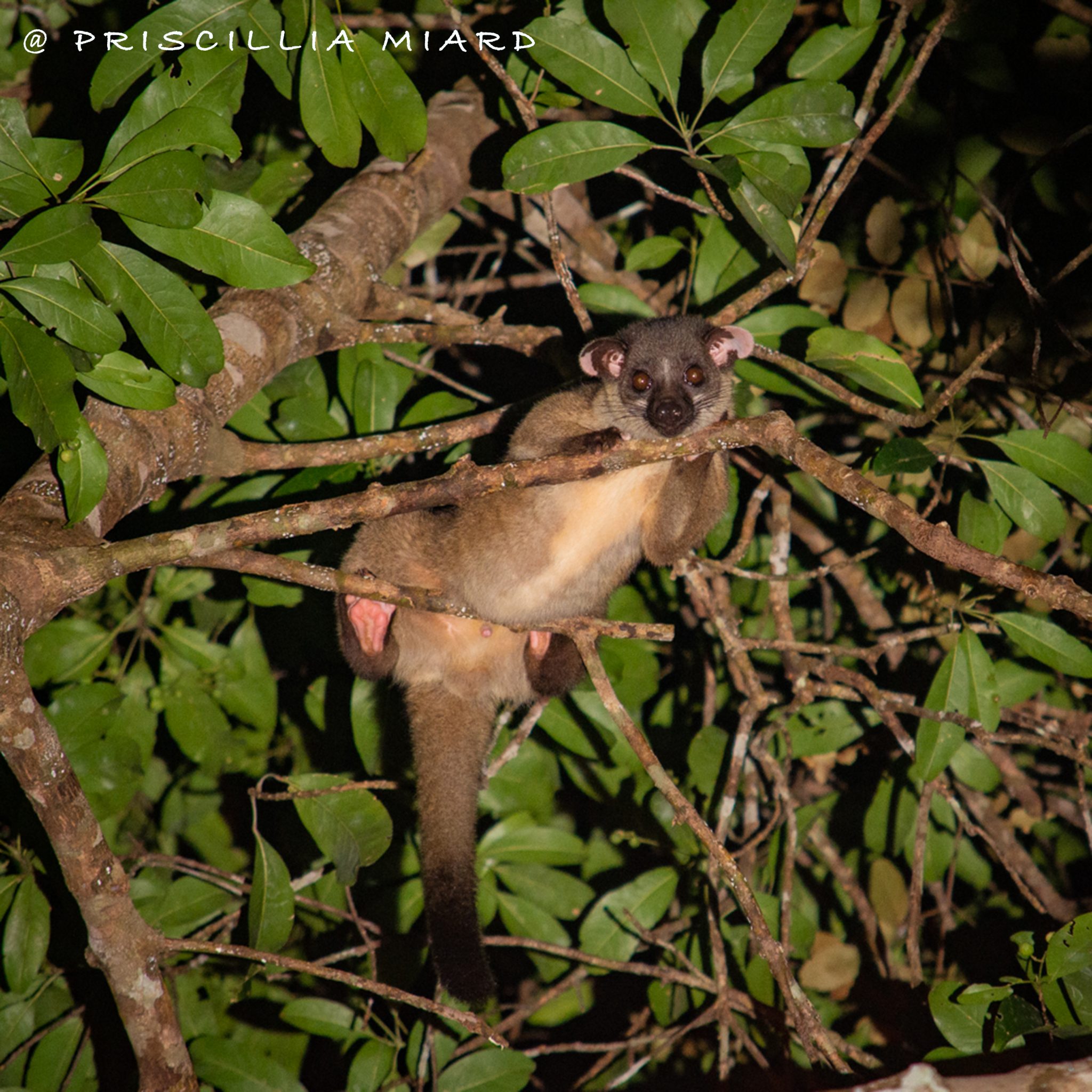 Small toothed palm civet (1 of 1) – Malaysian Primatological Society